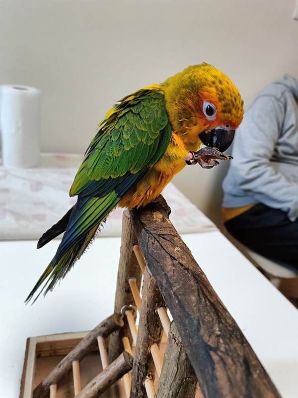 Bellissimo cucciolo di Conuro del Sole - Pappagalli a Pescara Bellissimo cucciolo di Conuro del Sole - Pappagalli a Pescara