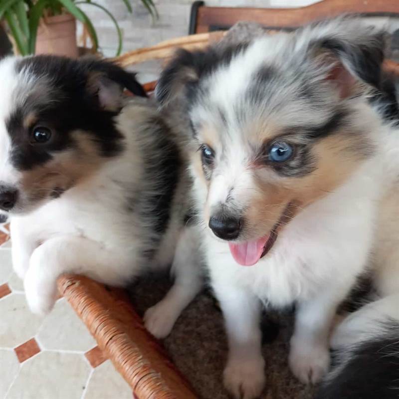 Pastore dello shetland il mini lassie, genitori visibili - Treviso