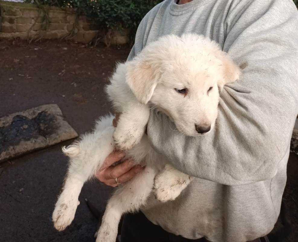 Cuccioli maremmano incrocio pastore tedesco - Cani in adozione a Roma