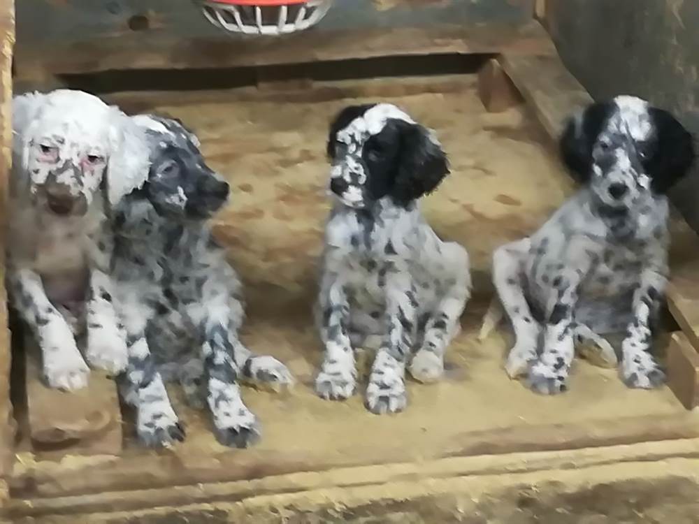 Cuccioli setter inglese - Cani - in vendita a Cuneo