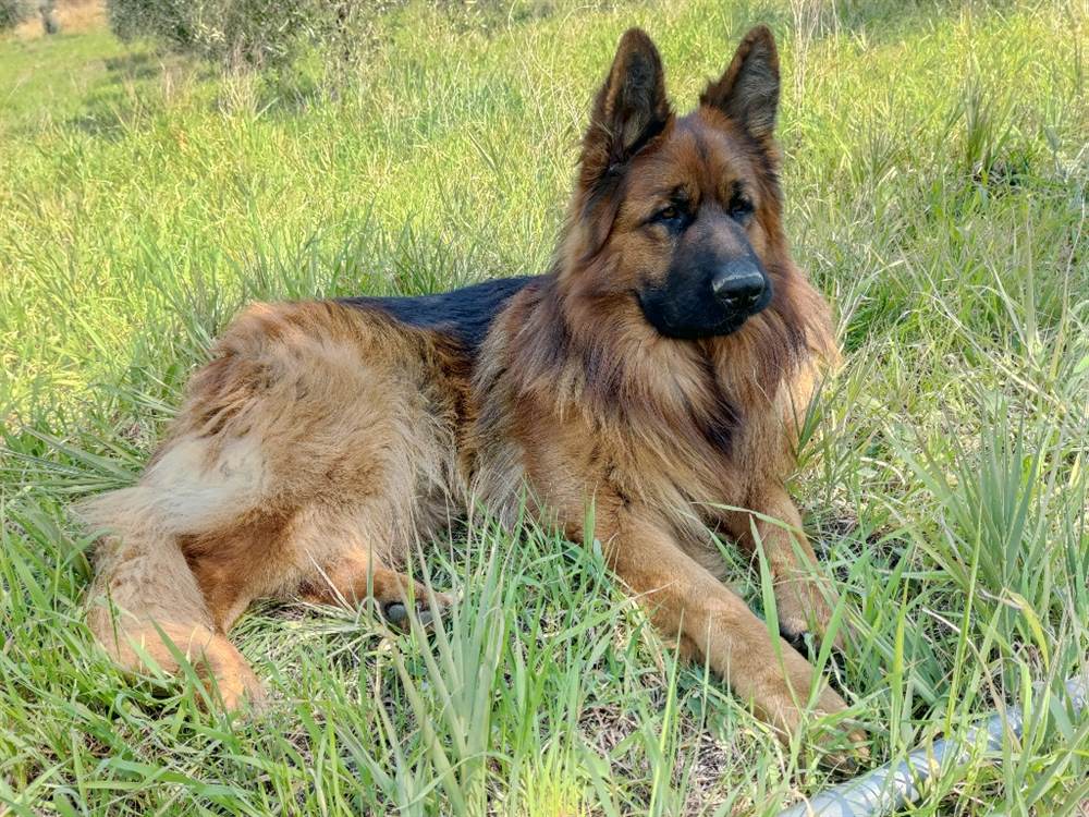 Cuccioli pastore tedesco a pelo lungo con pedigree, taglia grande - Terni